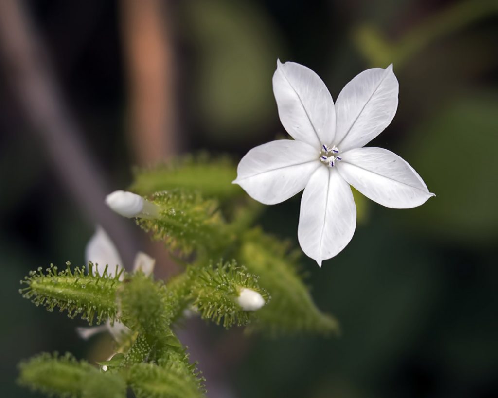 Taxonomy of Angiosperms TYPES OF CLASSIFICATION