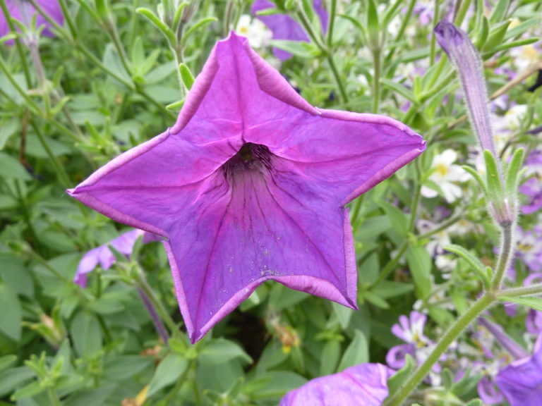 Solanaceae Botanical description of Datura metal & Economic importance