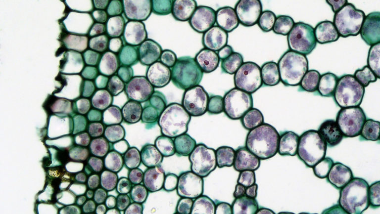 Primary structure of monocotyledonous root - Maize root monocot root
