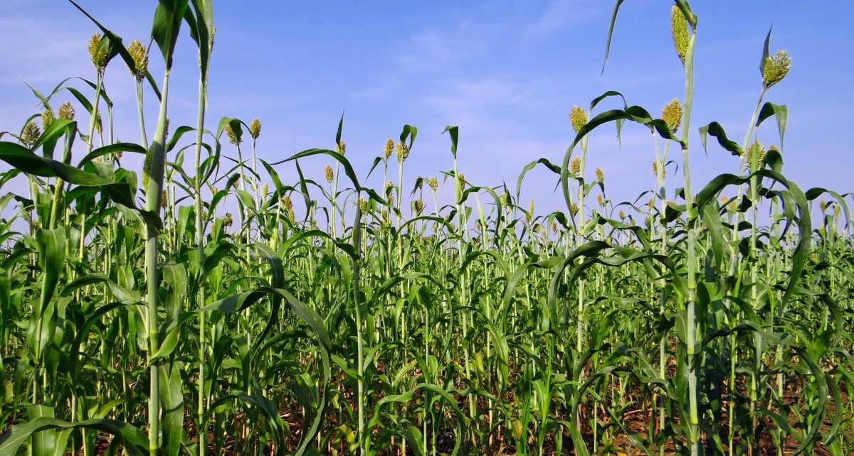 Primary structure of monocot stem - Maize stem Anatomy of monocot stem