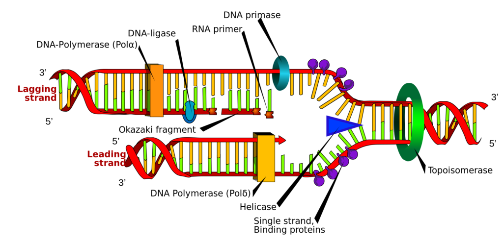 DNA - Replication of DNA notes and study materials - padeepz