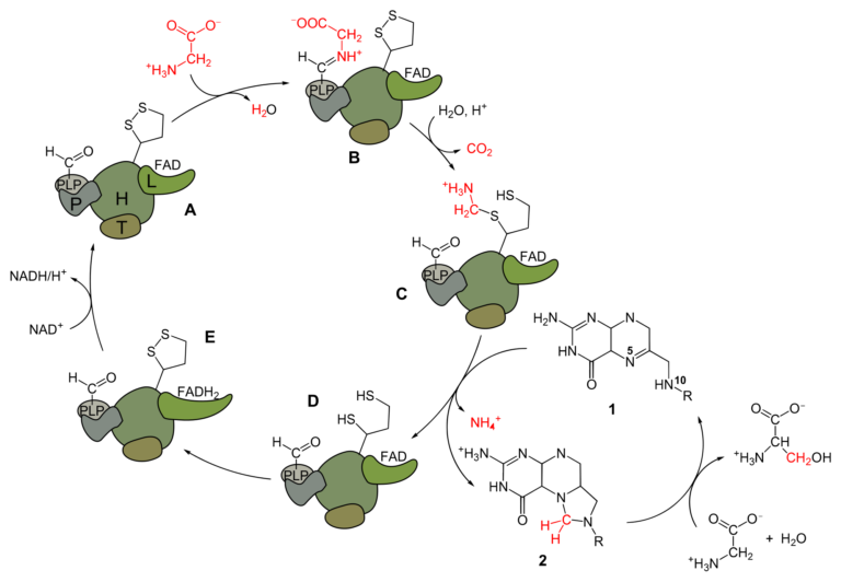 Mechanism of Respiration - Oxidative decarboxylation, Krebs cycle